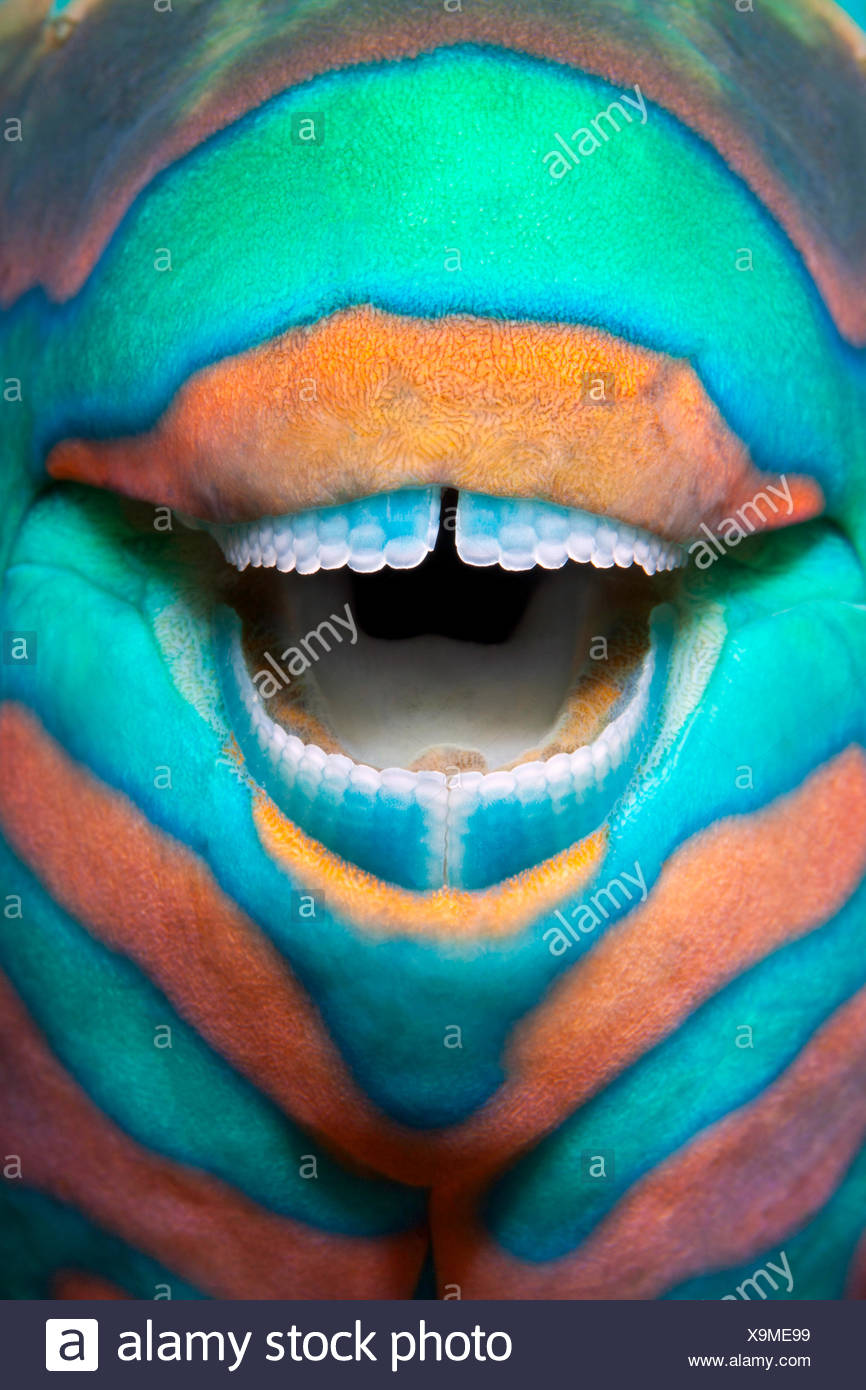 Parrotfish Teeth Stock Photos & Parrotfish Teeth Stock Images - Alamy