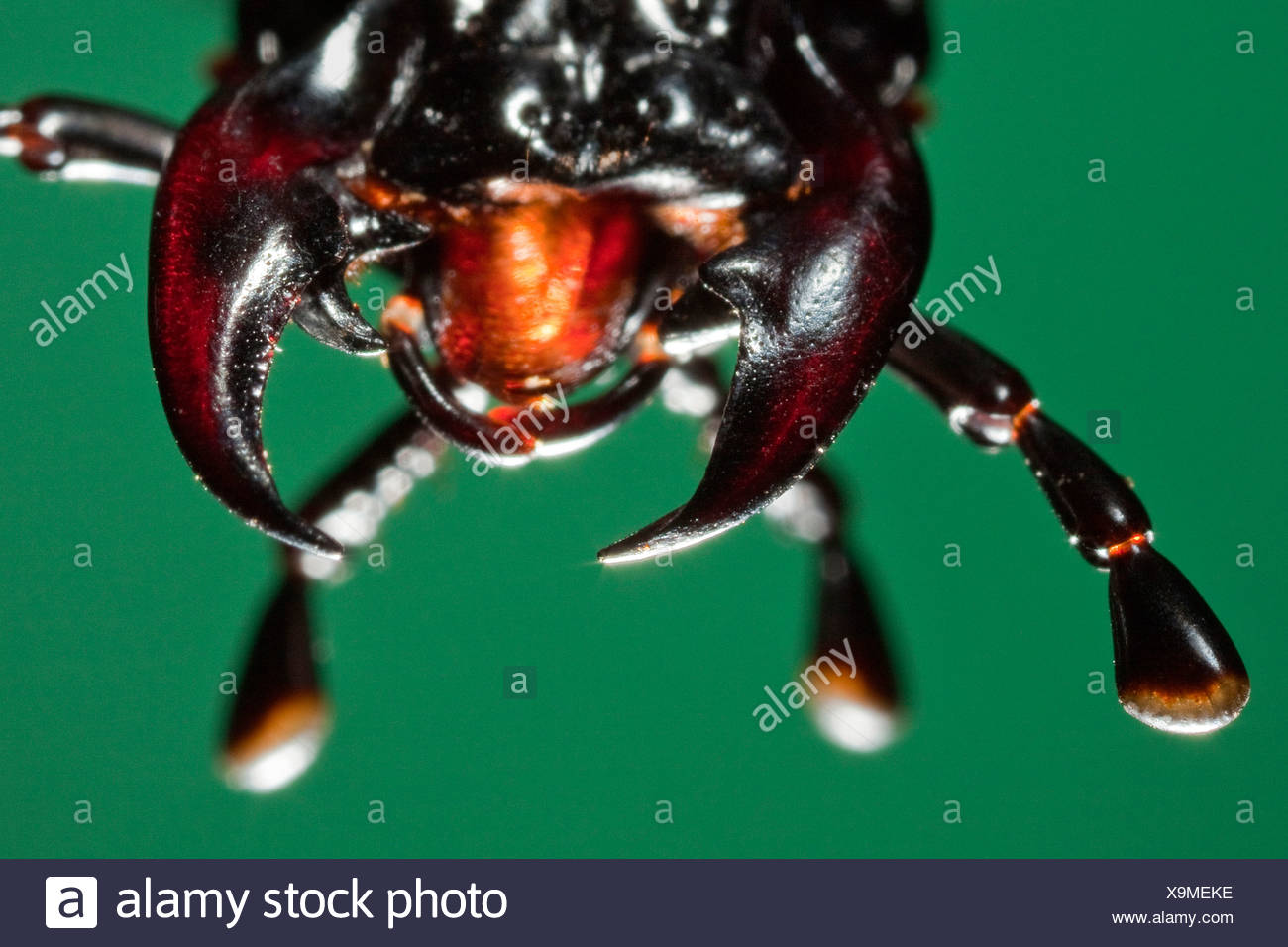 Leatherback Ground Beetle Carabus Coriaceus High Resolution Stock ...