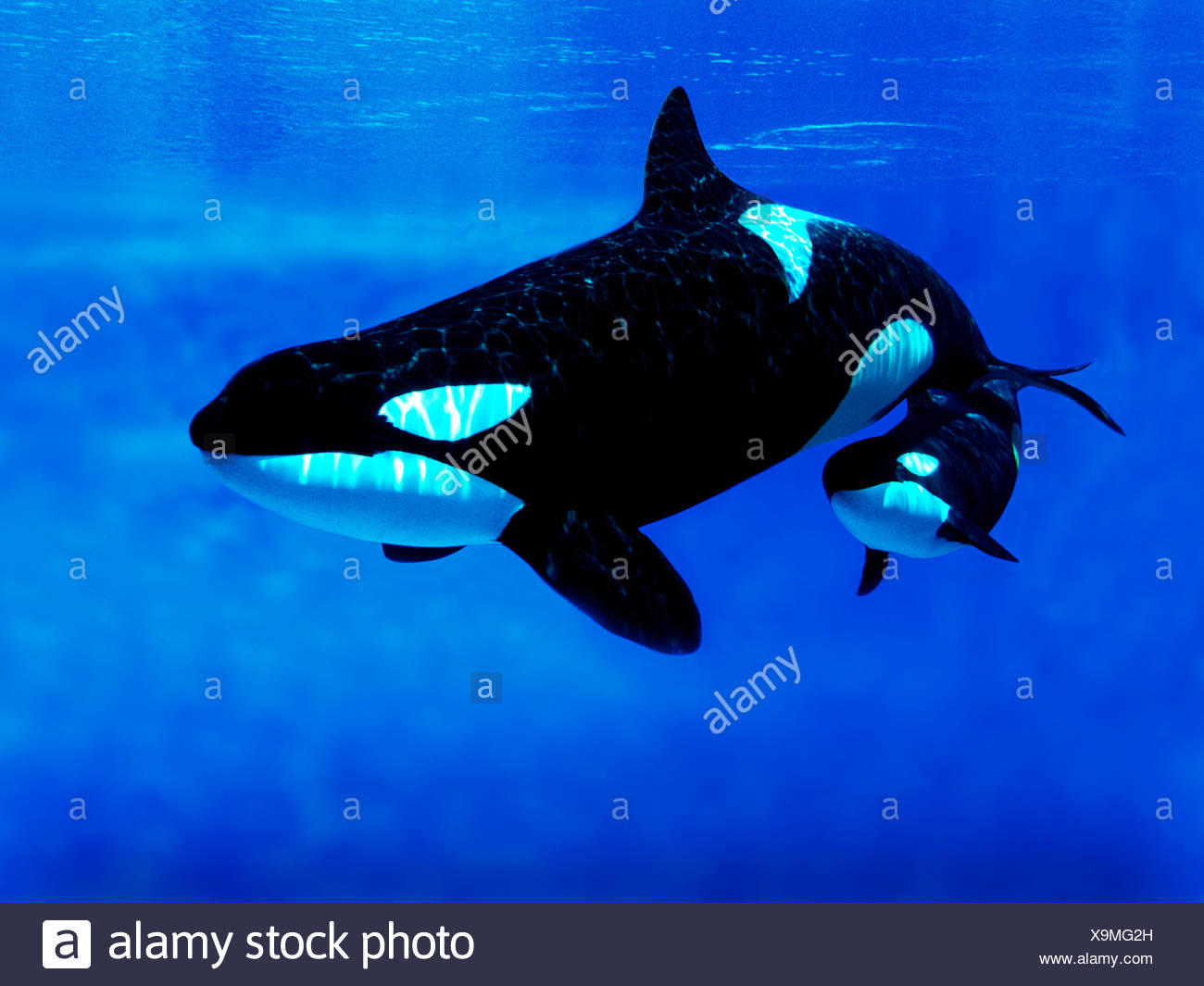 Orca Calf Underwater High Resolution Stock Photography and Images - Alamy