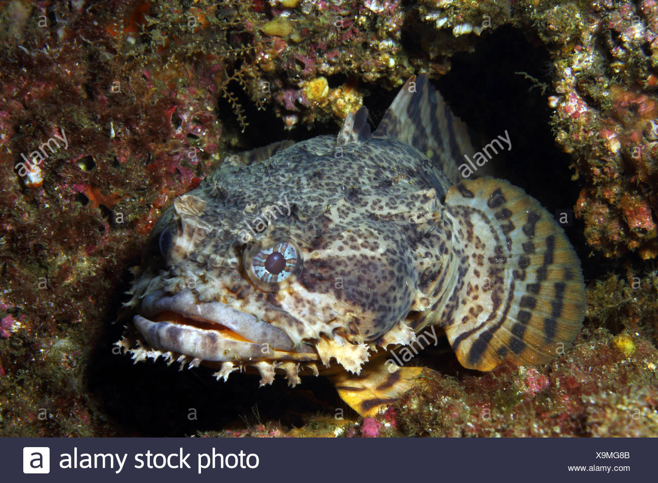 Oyster Toadfish High Resolution Stock Photography and Images - Alamy