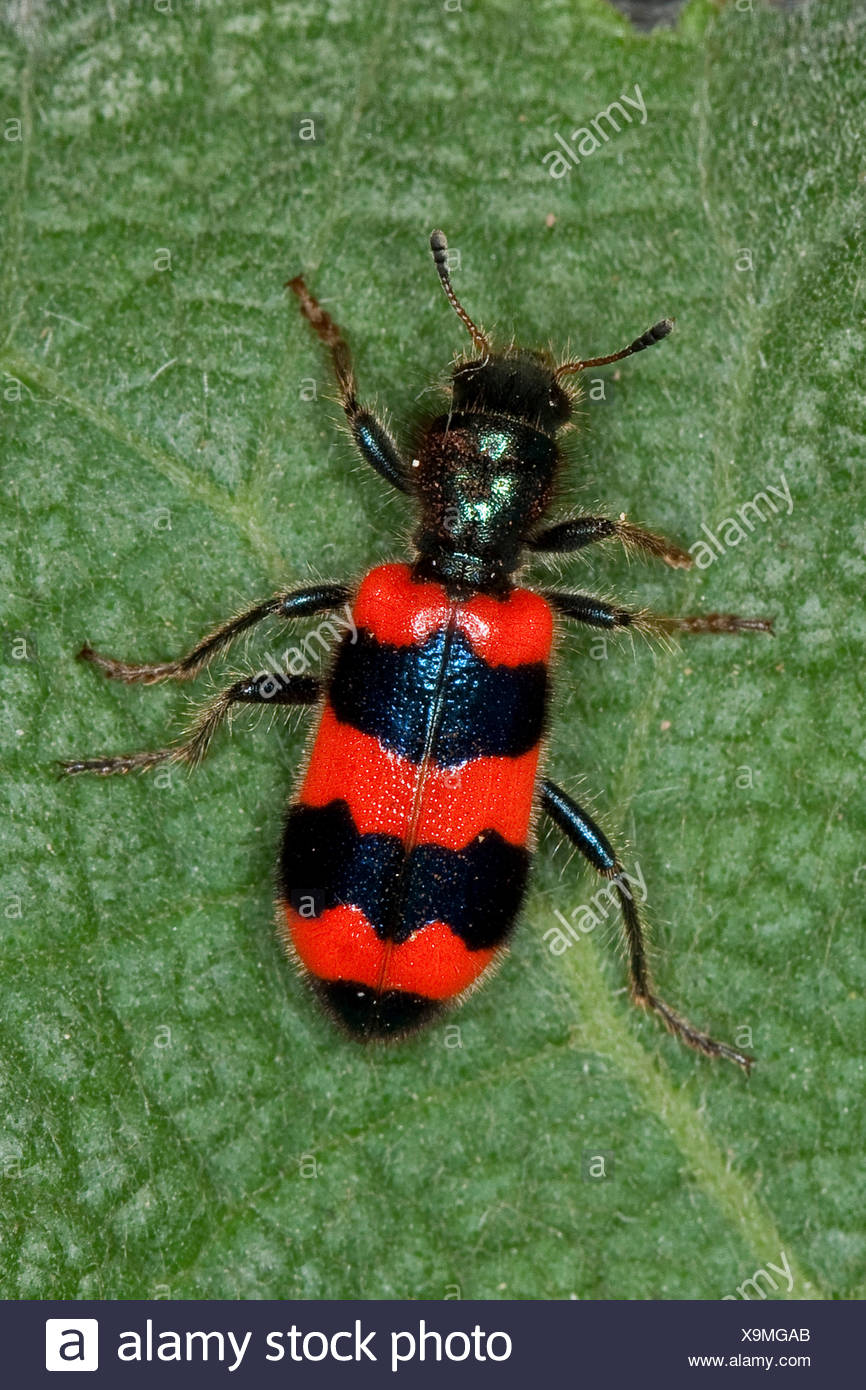 Bee Beetle Bee Wolf Bee Beetle High Resolution Stock Photography and ...