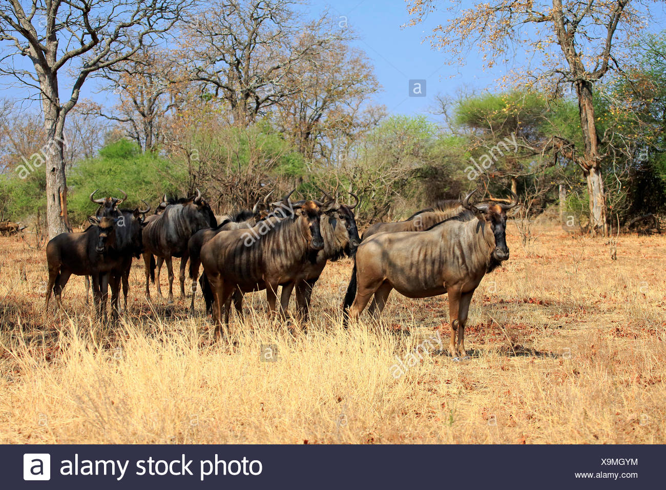 Bearded Antelopes Stock Photos & Bearded Antelopes Stock Images - Alamy