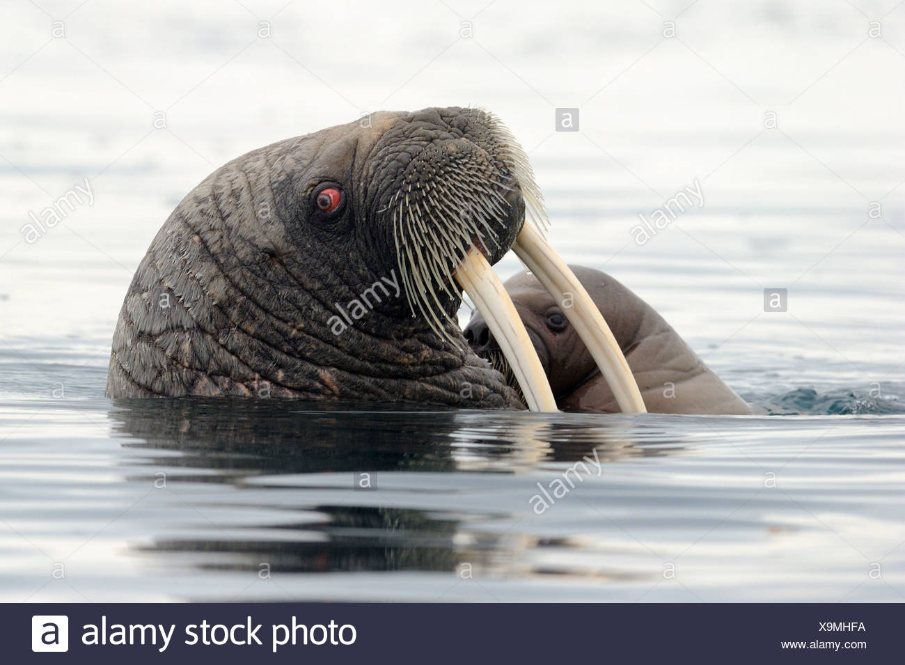Walrus Calf High Resolution Stock Photography and Images - Alamy