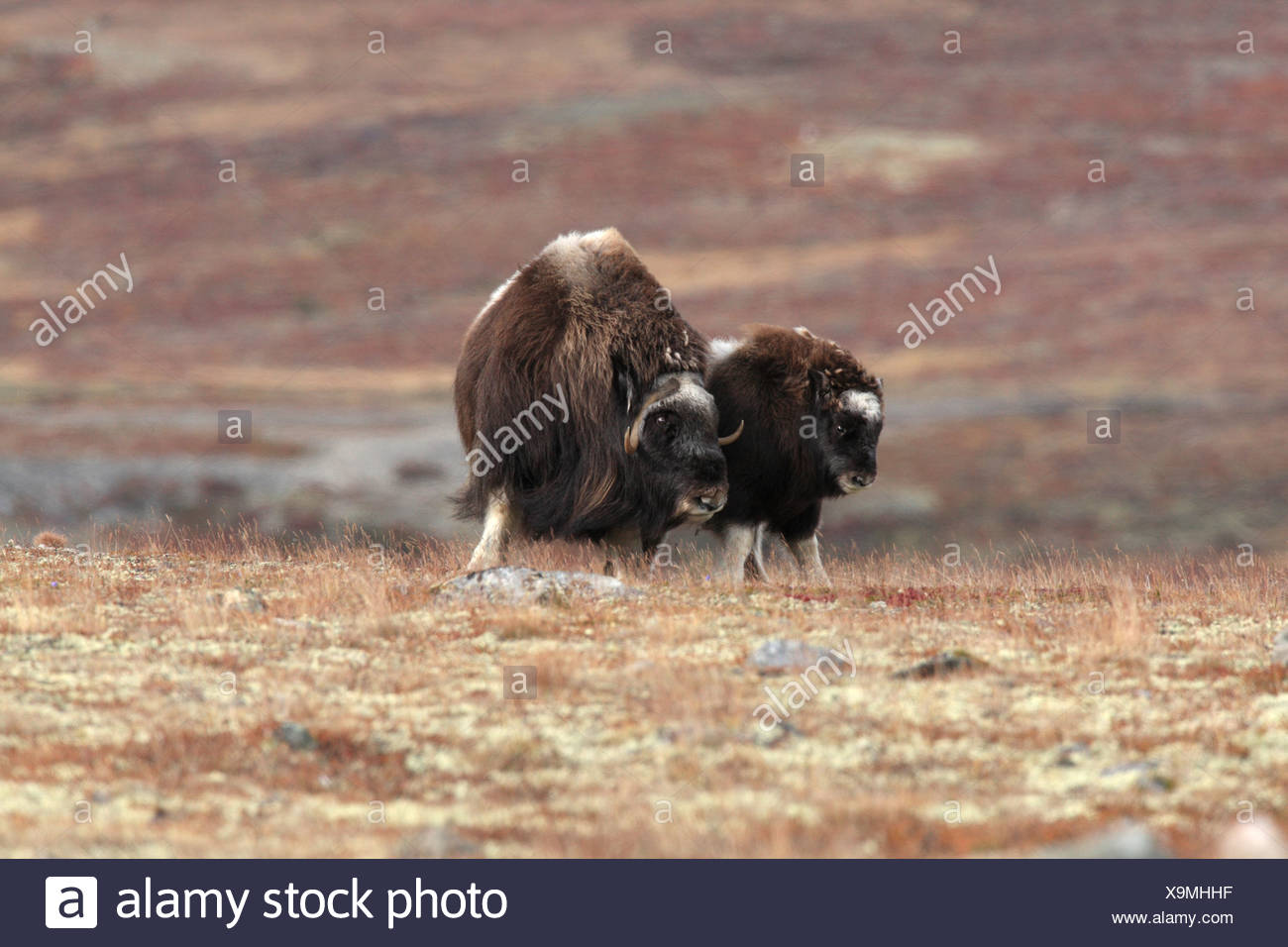 Moschustier High Resolution Stock Photography and Images - Alamy