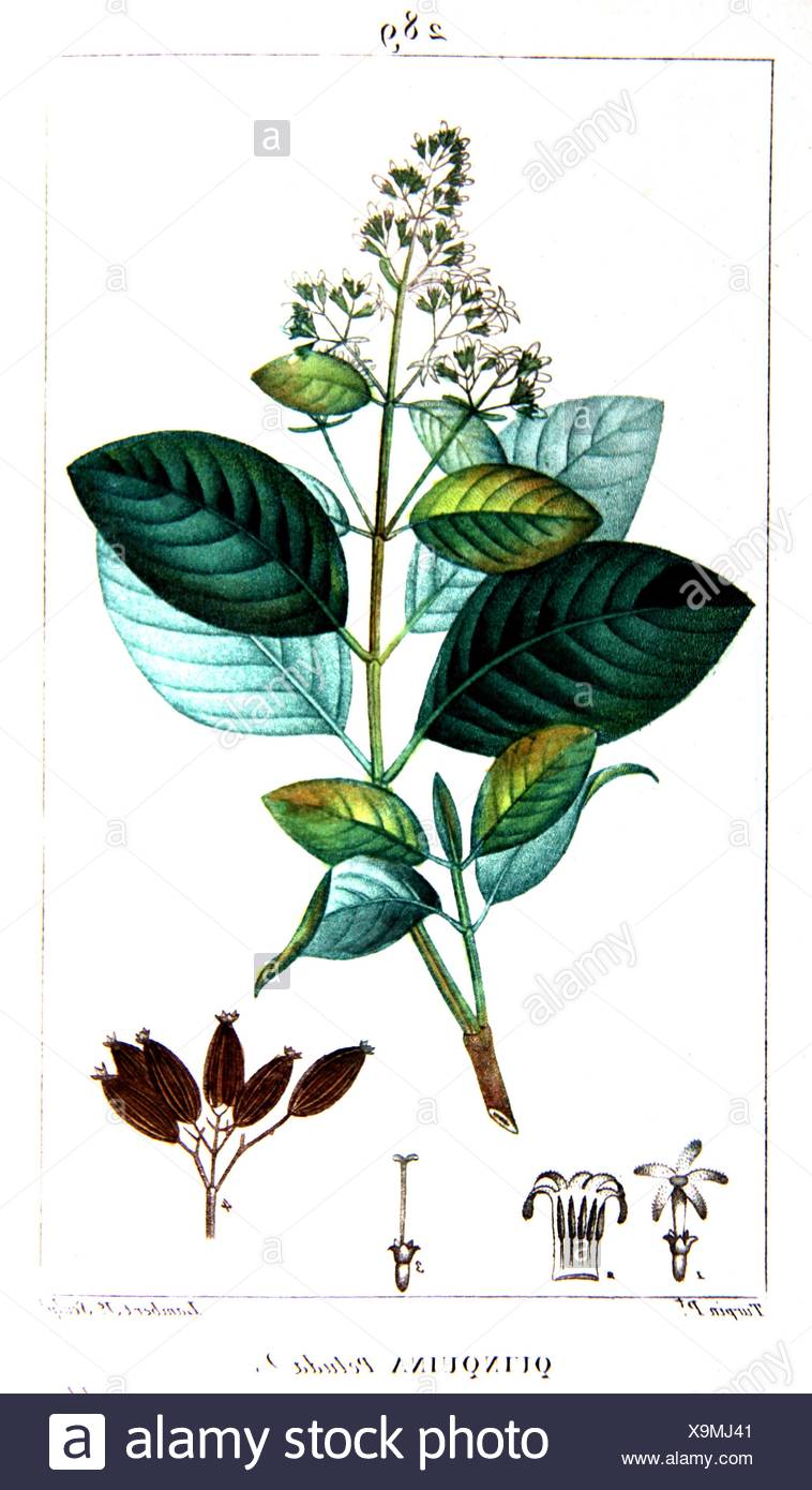 Cinchona Tree Quinine High Resolution Stock Photography and Images - Alamy