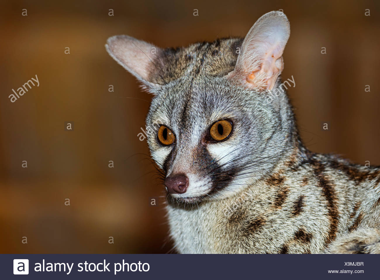 Genet (genetta Genetta) High Resolution Stock Photography and Images ...