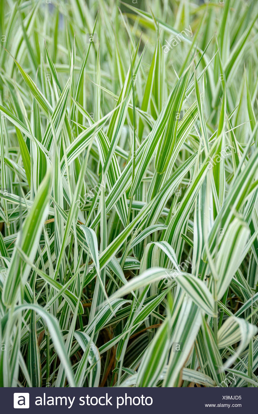 Dwarf Perennials High Resolution Stock Photography and Images - Alamy