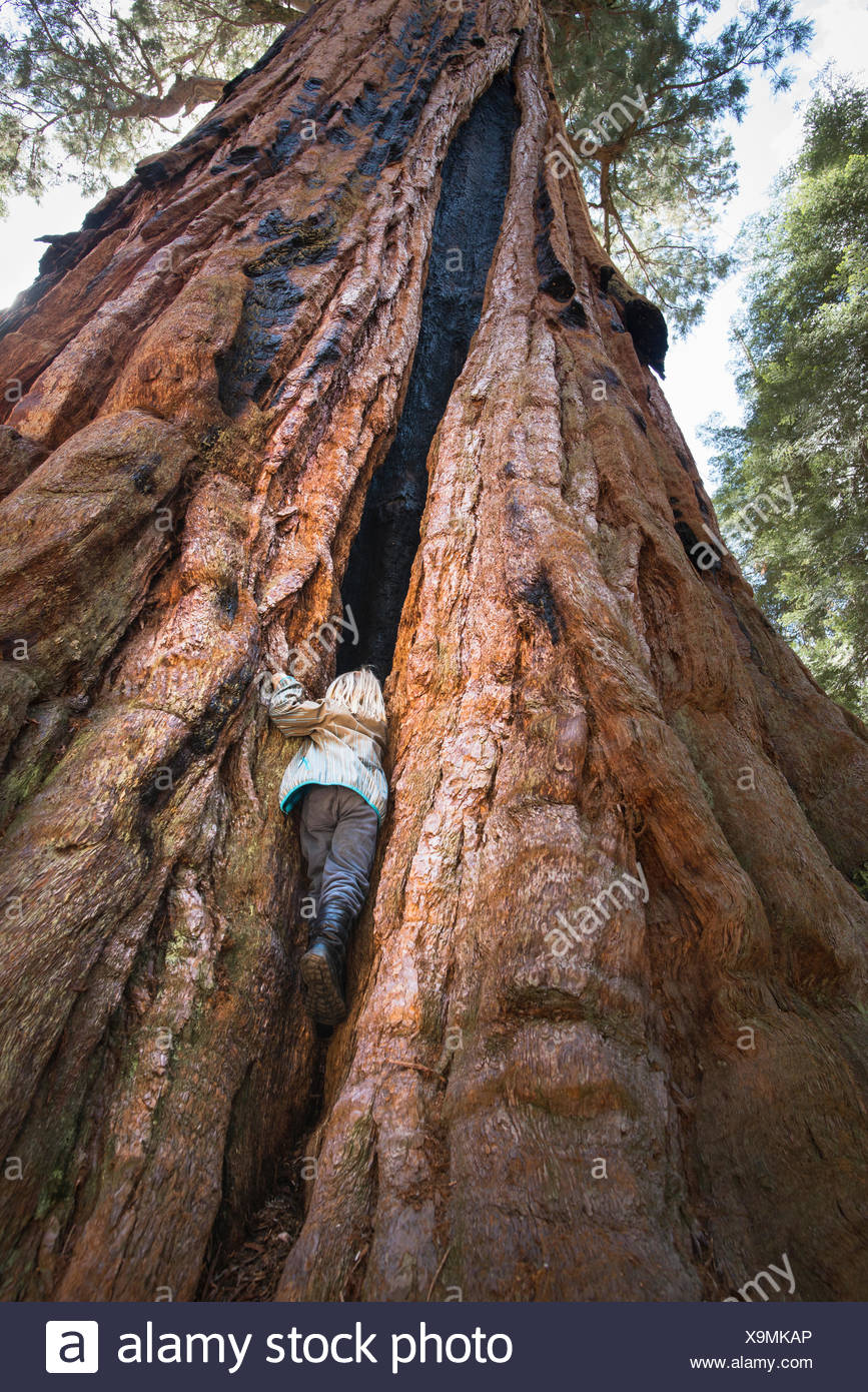 Sequoia Tree Child High Resolution Stock Photography and Images - Alamy