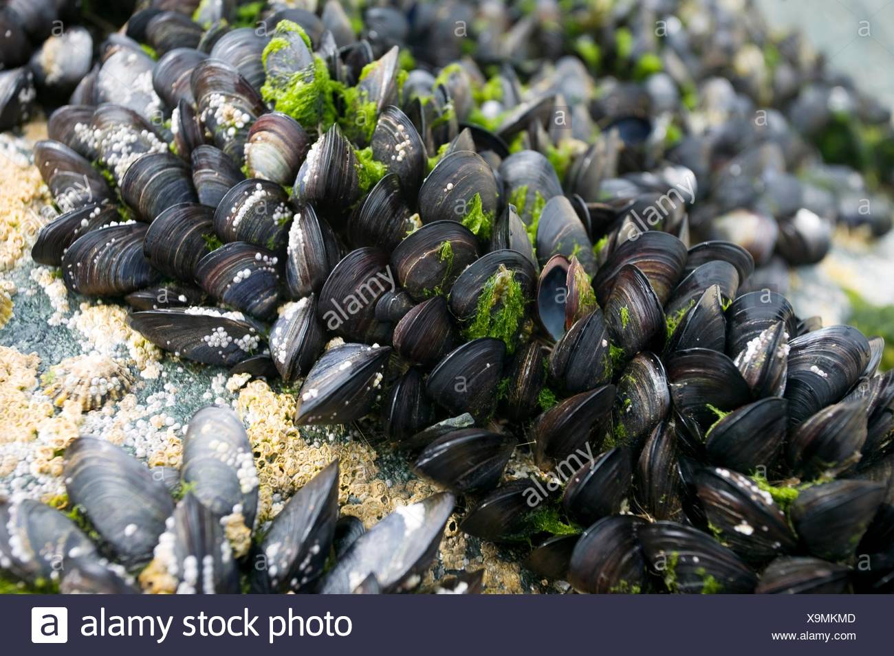 Mussels On A Rock High Resolution Stock Photography and Images - Alamy