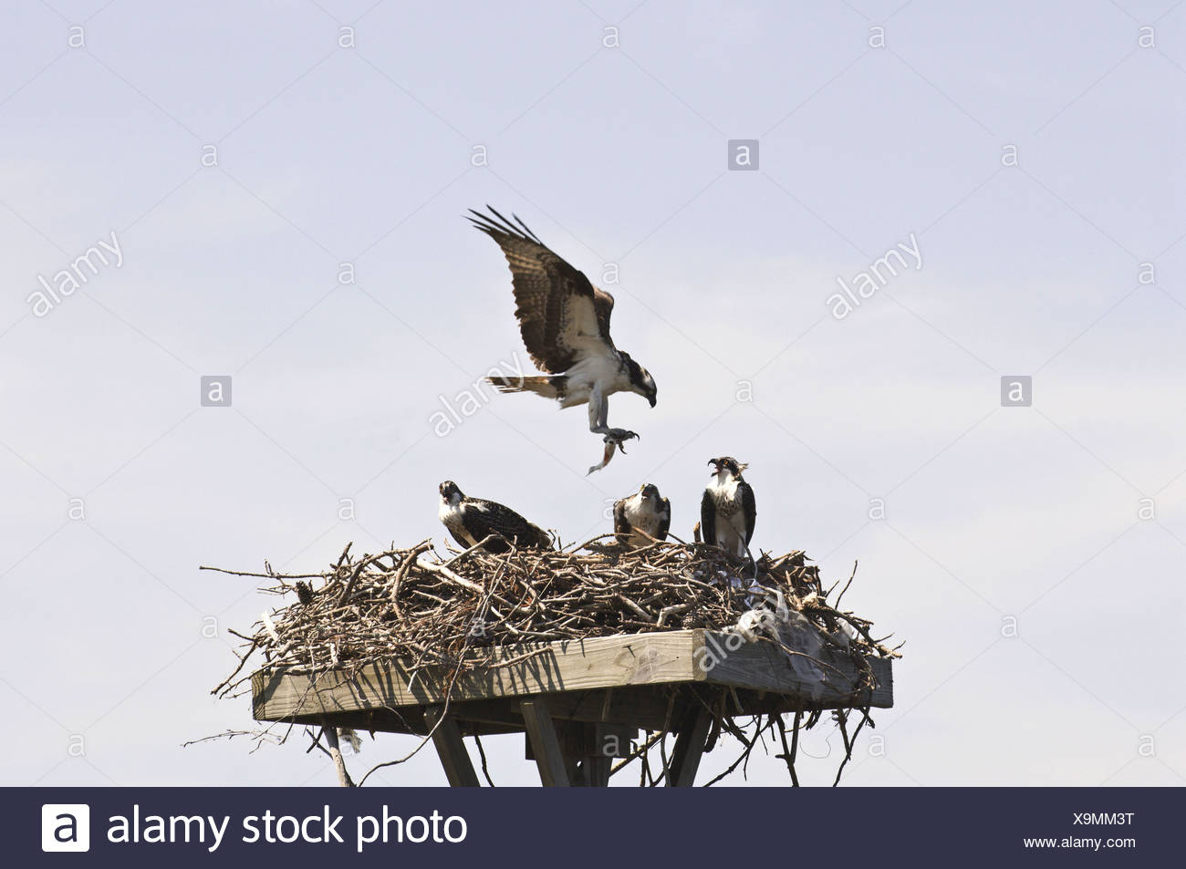 Albemarle Sound High Resolution Stock Photography and Images - Alamy
