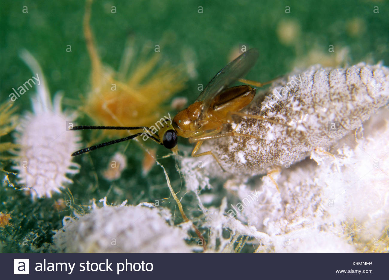 Parasitoid Stock Photos & Parasitoid Stock Images - Alamy