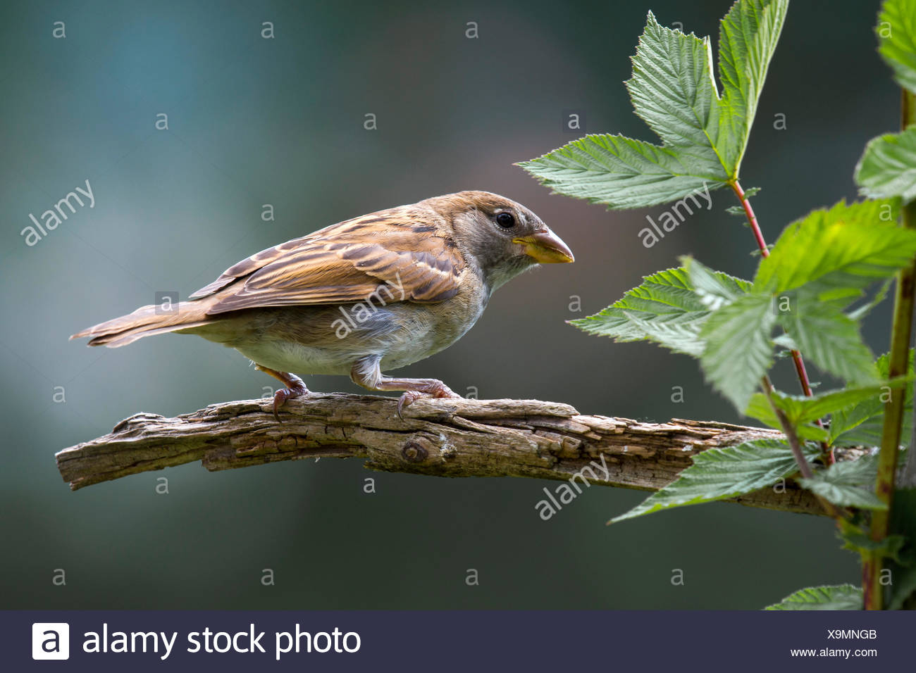 Juvenile Tree Sparrow High Resolution Stock Photography and Images - Alamy