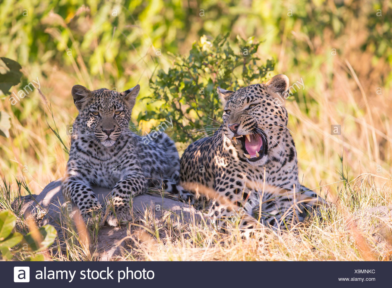 Female Hissing Seven Month Old Cub High Resolution Stock Photography ...