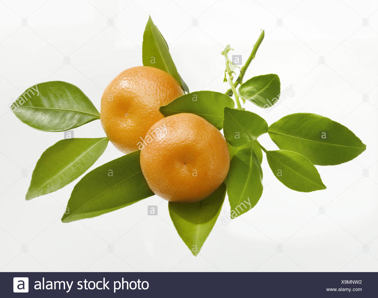 Calamondin Stock Photos & Calamondin Stock Images - Alamy