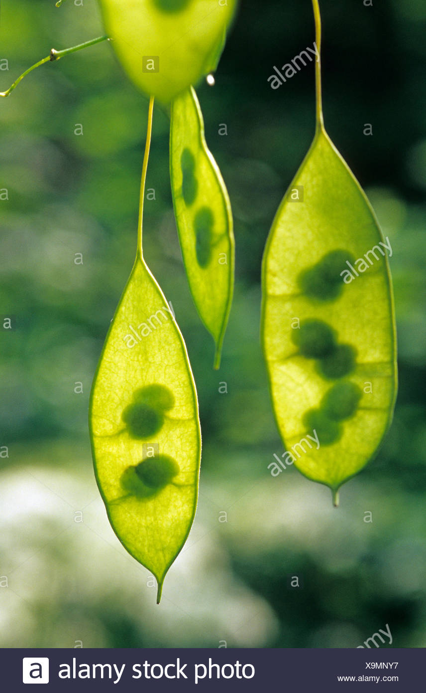 Fruits Silicula High Resolution Stock Photography and Images - Alamy