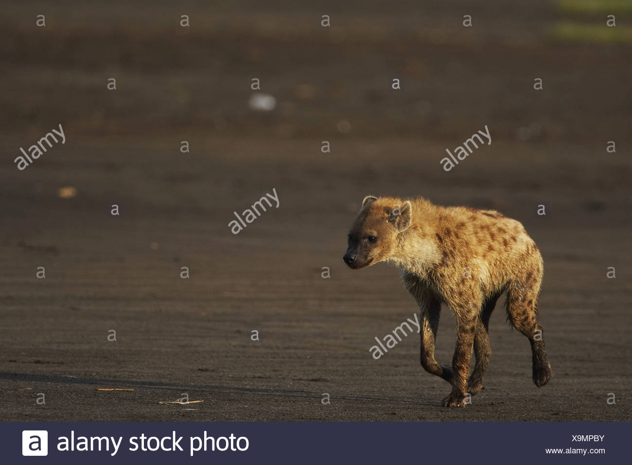 Side View Running Hyena High Resolution Stock Photography and Images ...