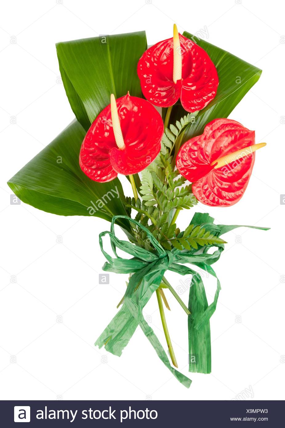 Anthurium Andreanum Stock Photos & Anthurium Andreanum Stock Images - Alamy