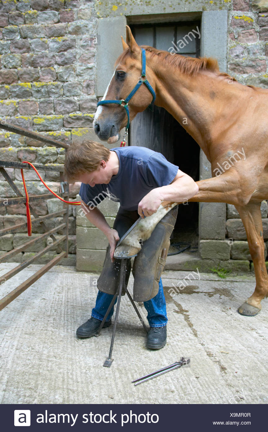 Farrier Shoeing Horse High Resolution Stock Photography and Images - Alamy