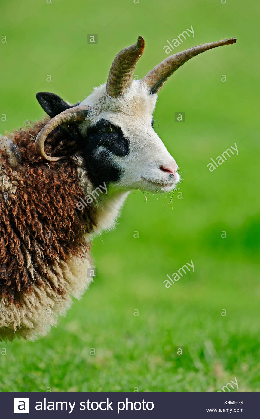 Jacob Sheep High Resolution Stock Photography and Images - Alamy