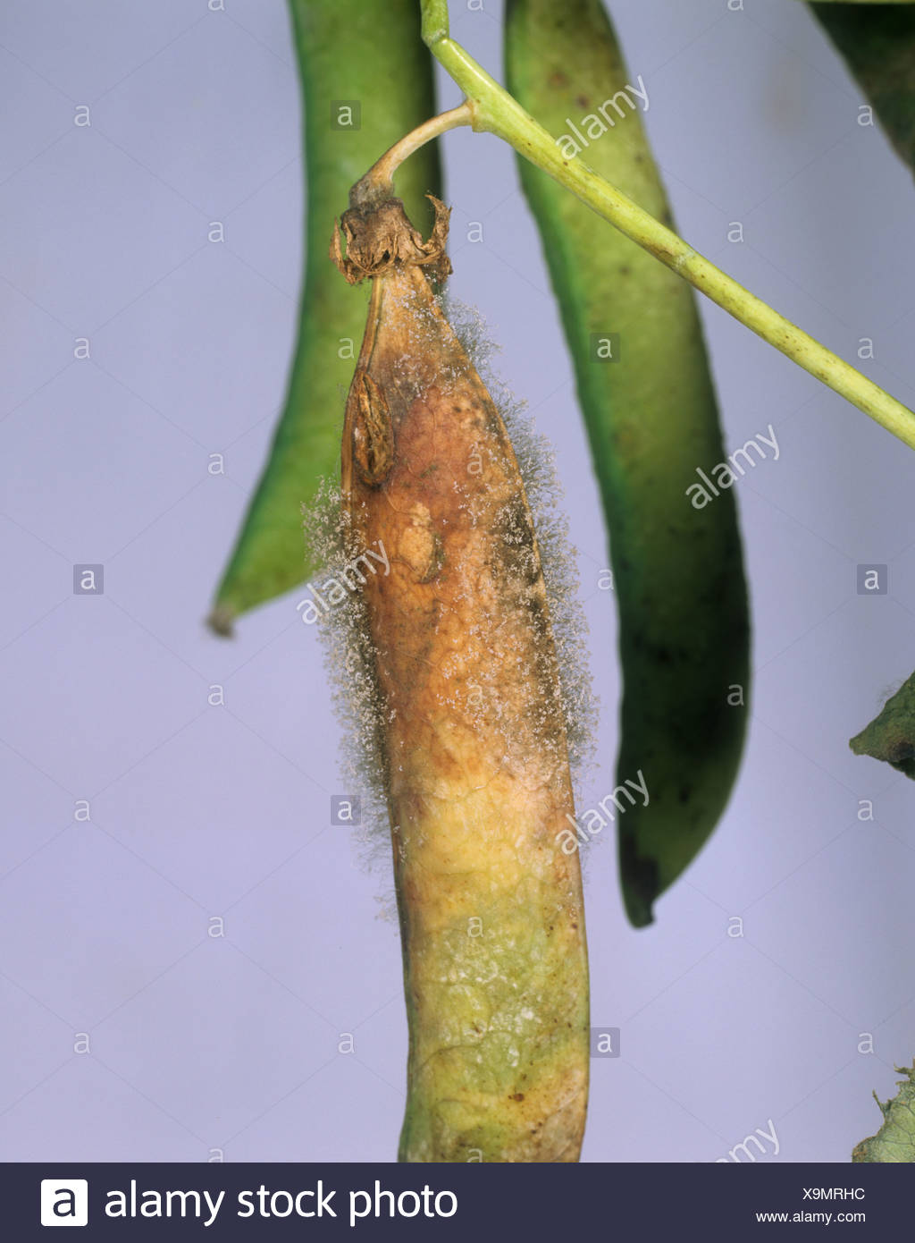 Fungal Mycelium Stock Photos & Fungal Mycelium Stock Images - Alamy