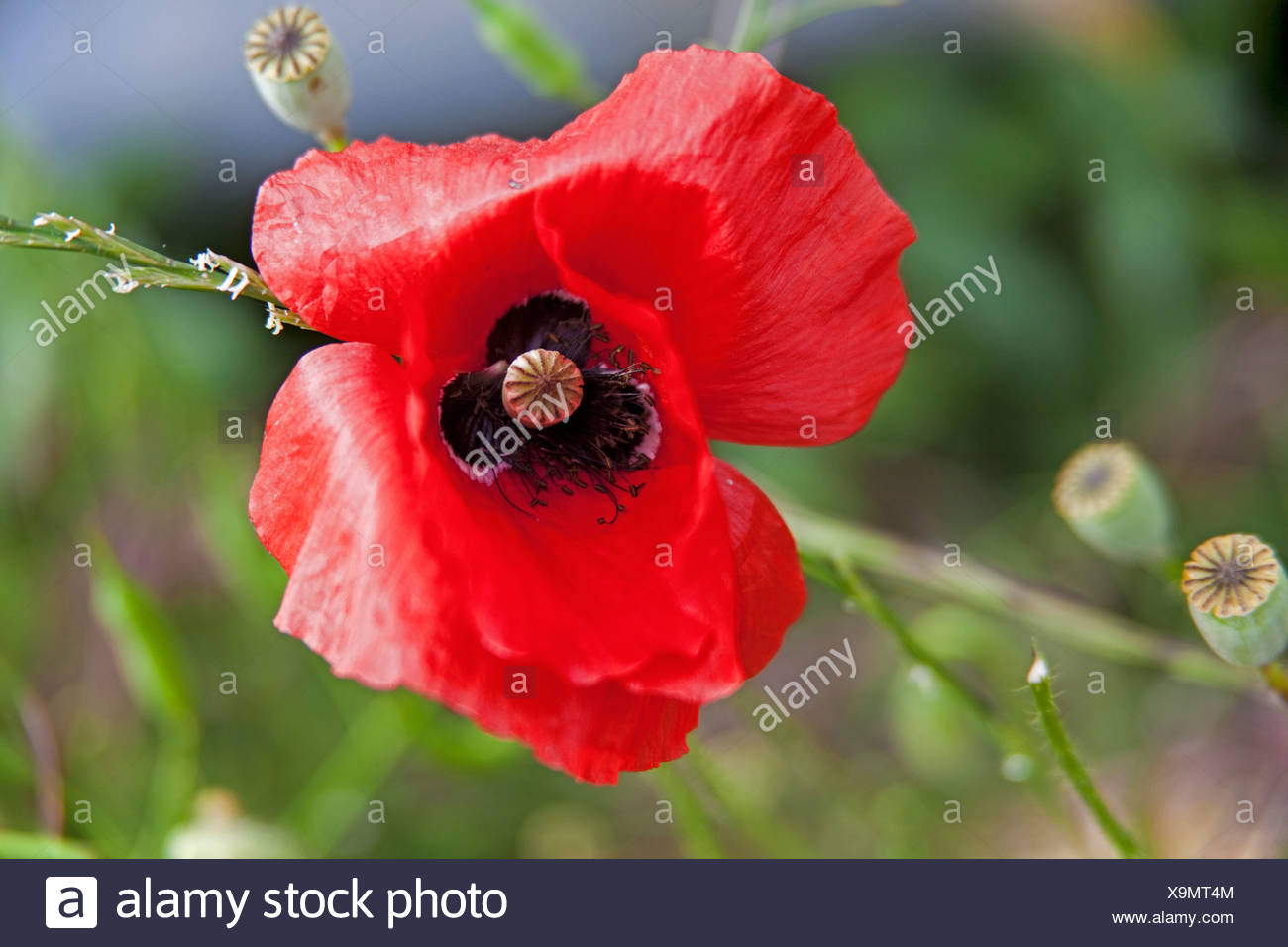 Sorrento Italy Flowers High Resolution Stock Photography and Images - Alamy