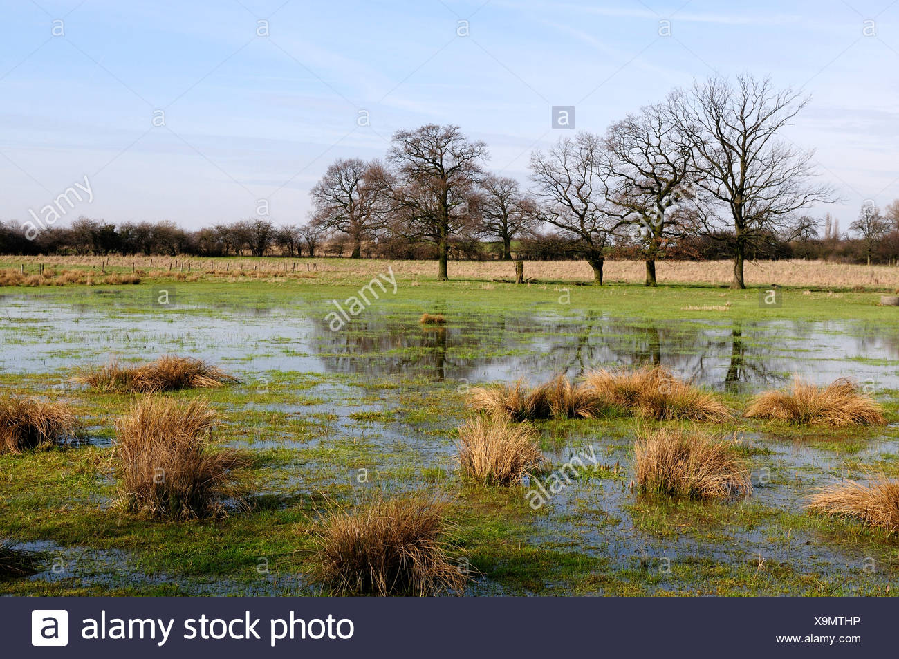 Wet Meadow Stock Photos & Wet Meadow Stock Images - Alamy
