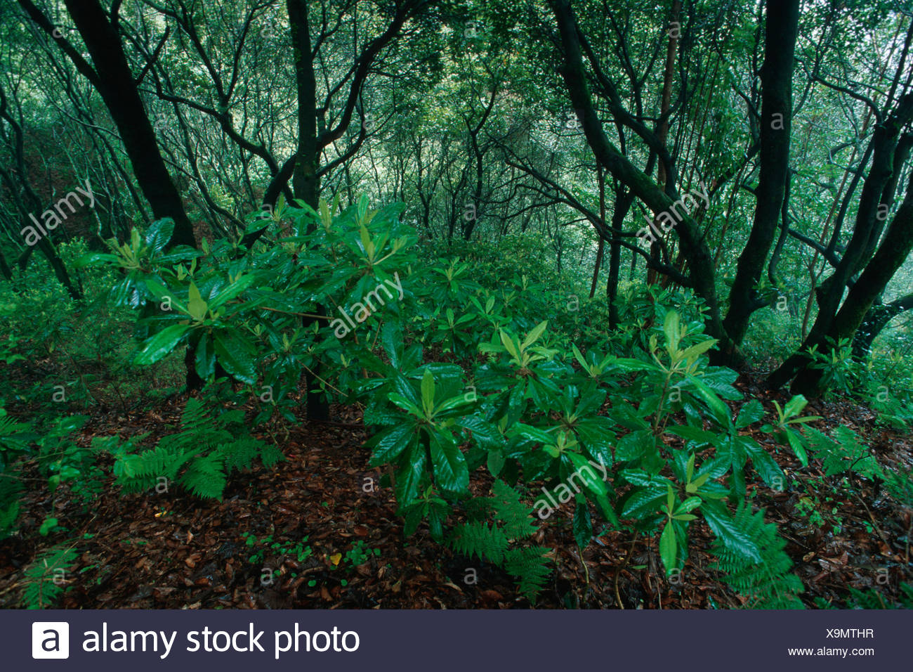 African Rain Forests High Resolution Stock Photography and Images - Alamy