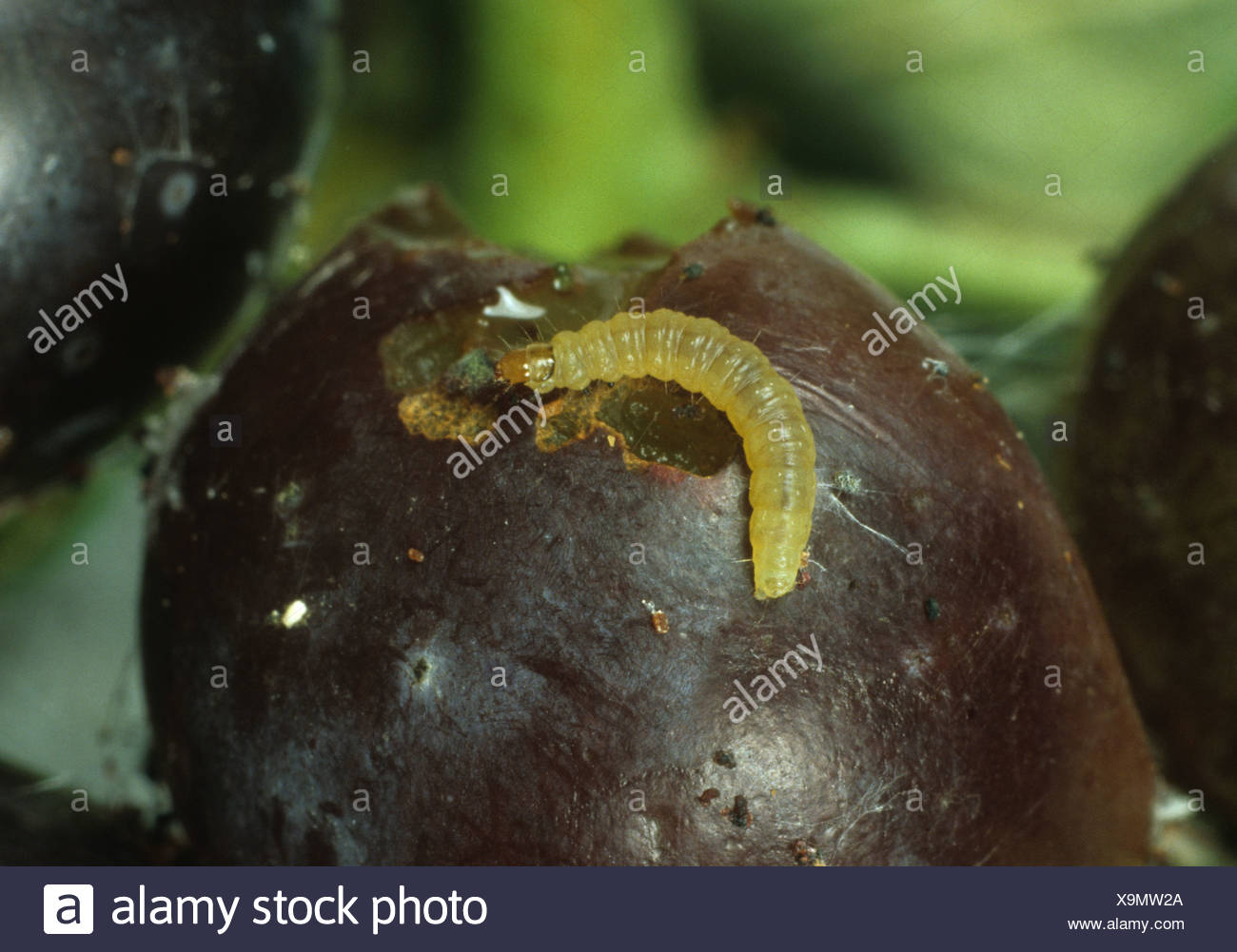 Insect Feeding Grapes High Resolution Stock Photography and Images - Alamy