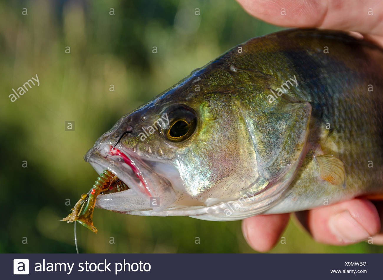 Perch Fish Hook Mouth High Resolution Stock Photography and Images - Alamy