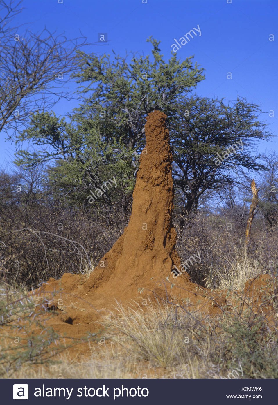 Animals And Insects High Resolution Stock Photography and Images - Alamy