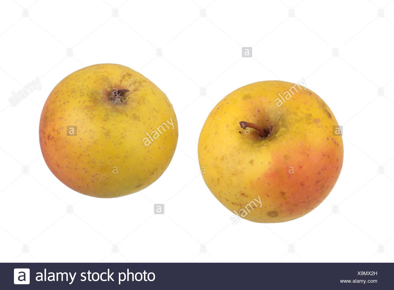 Reinette High Resolution Stock Photography and Images - Alamy