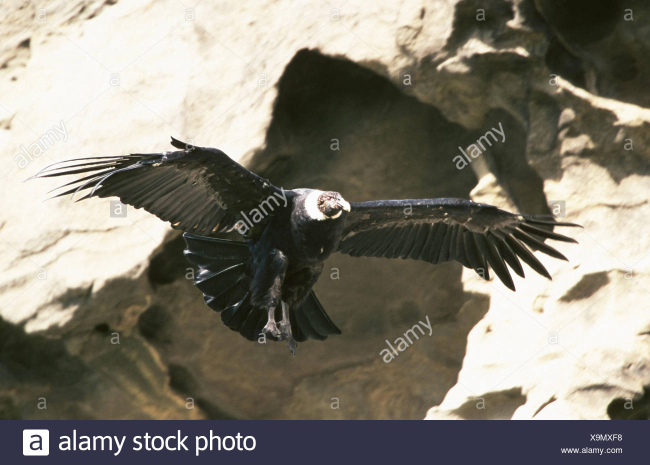 Vultur Gryphus Vulture South America Chile Patagonia Bird Condor High ...