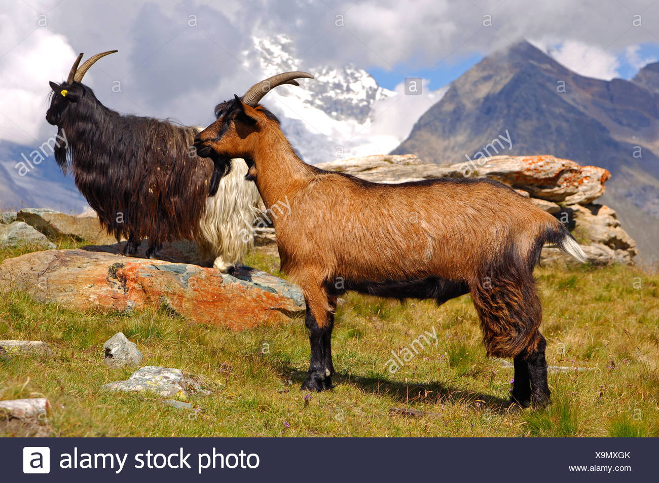 Zermatt Goat High Resolution Stock Photography and Images - Alamy