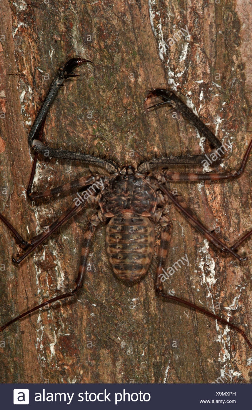 Amblypygi High Resolution Stock Photography and Images - Alamy