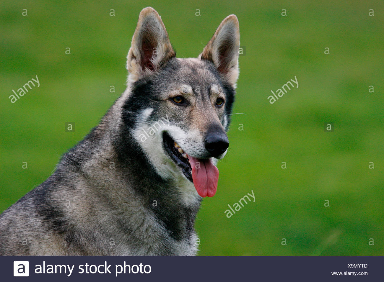 Saarloos Wolf Dogs High Resolution Stock Photography and Images - Alamy