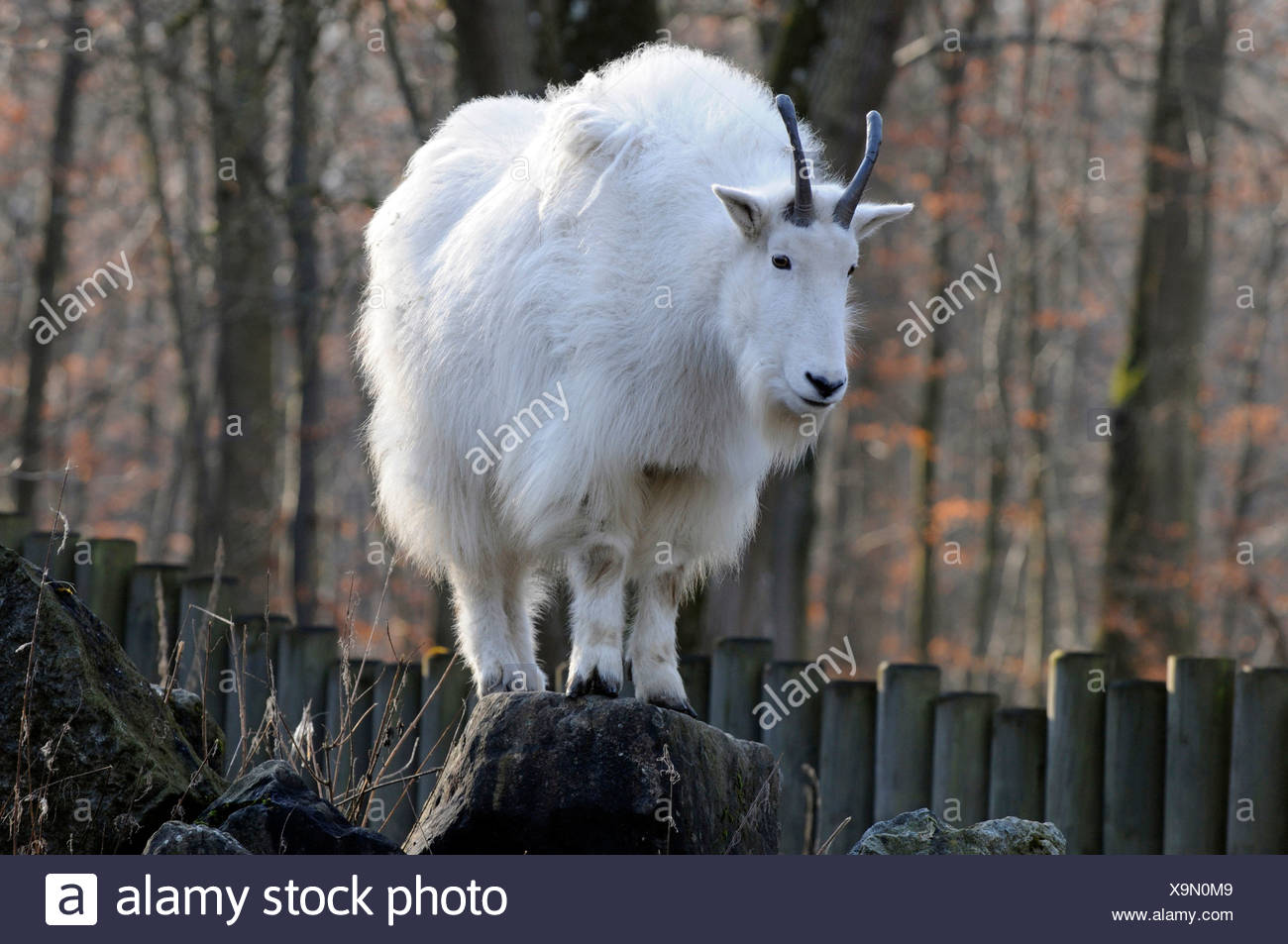 Bergziege Stock Photos & Bergziege Stock Images - Alamy