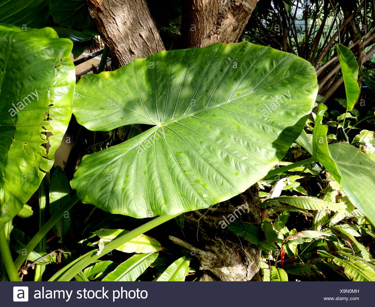 Giant Taro High Resolution Stock Photography and Images - Alamy