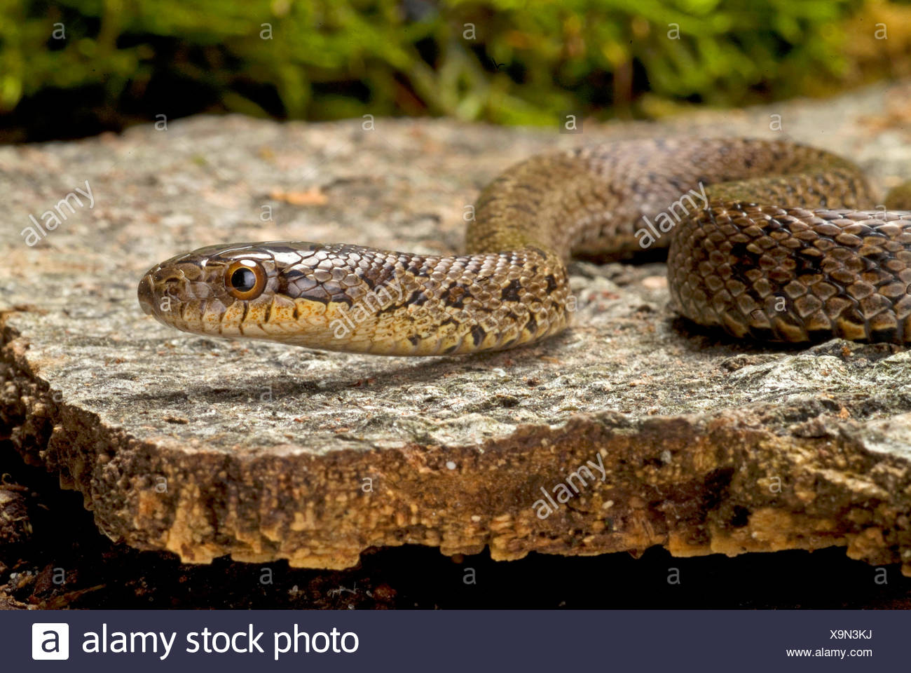 Elaphe Dione Stock Photos & Elaphe Dione Stock Images - Alamy