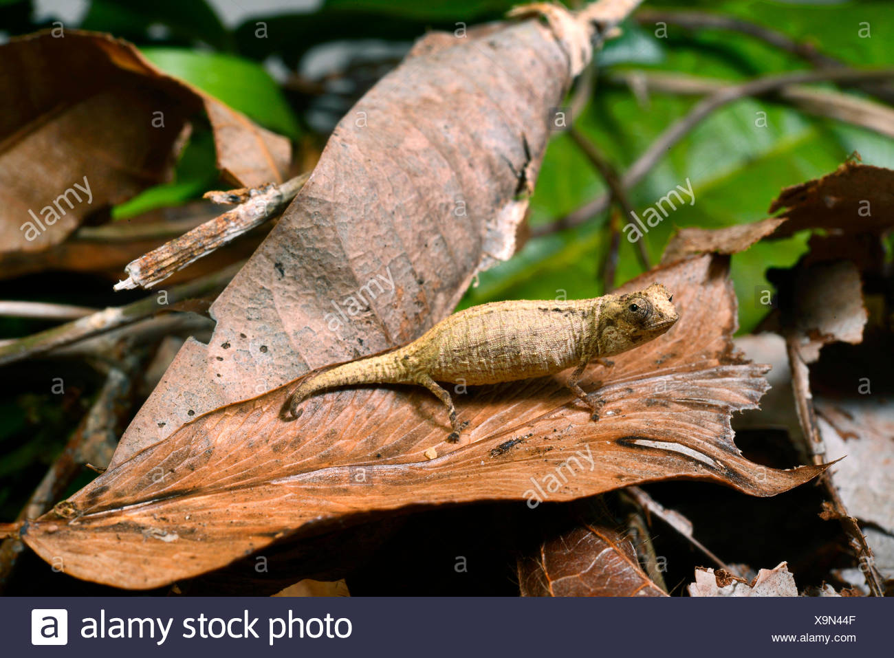 Minute Leaf Chameleon High Resolution Stock Photography and Images - Alamy