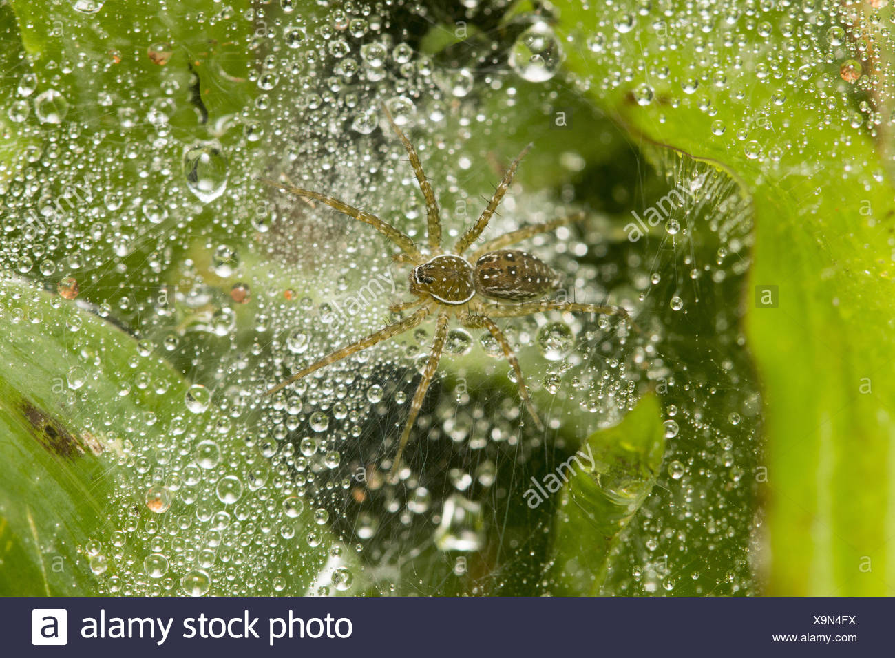Spider Like Web High Resolution Stock Photography and Images - Alamy