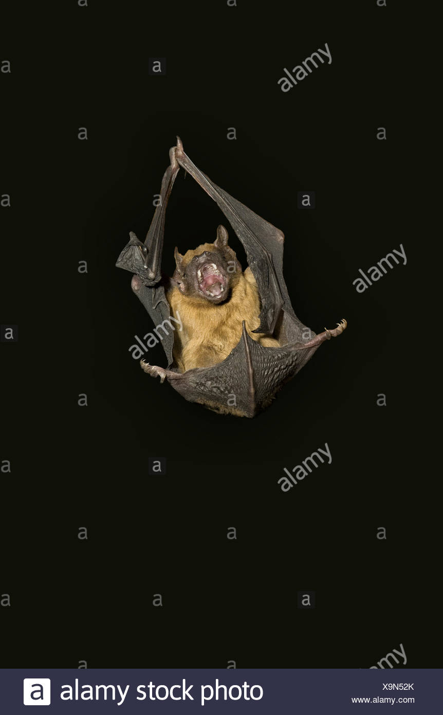 Vampire Bat Flying Stock Photos & Vampire Bat Flying Stock Images - Alamy