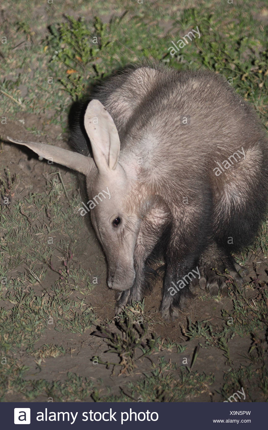 Antbear High Resolution Stock Photography and Images - Alamy