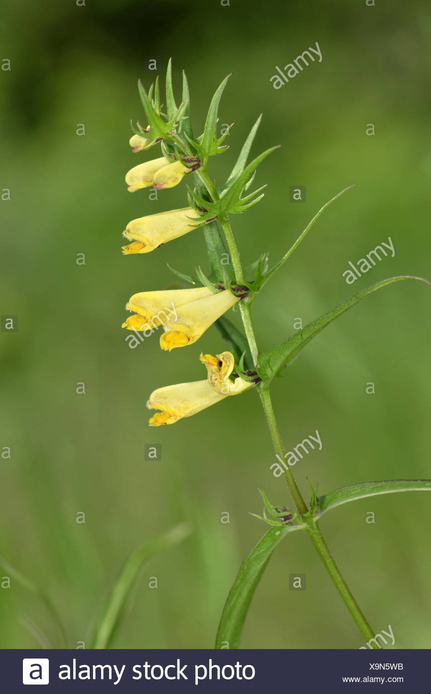 Common Cow High Resolution Stock Photography and Images - Alamy