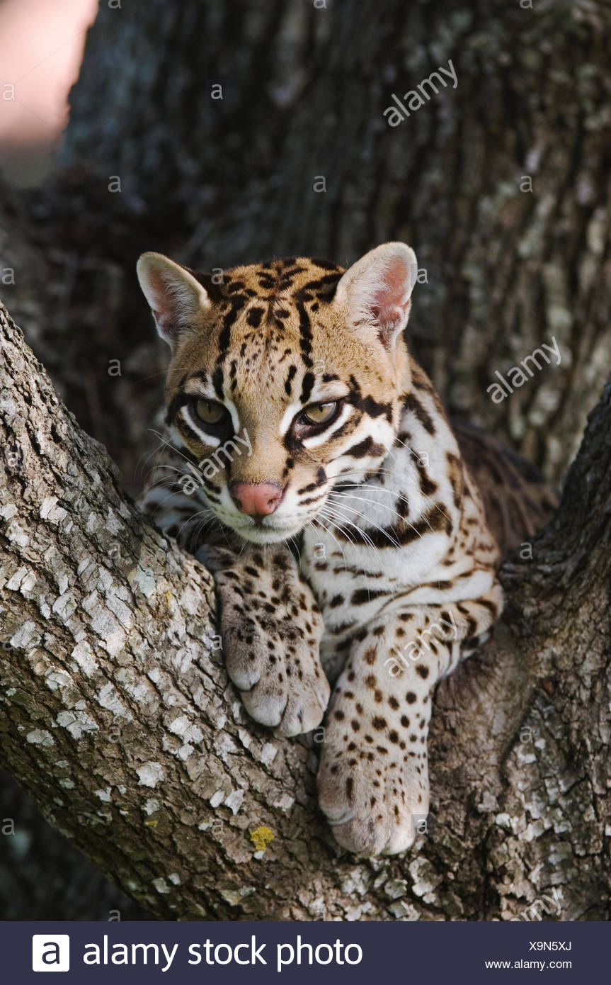 Ocelot Head High Resolution Stock Photography and Images - Alamy