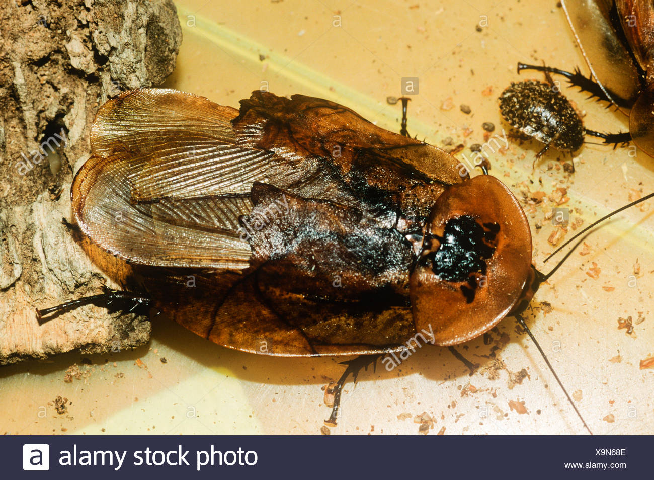 Blaberus Stock Photos & Blaberus Stock Images - Alamy