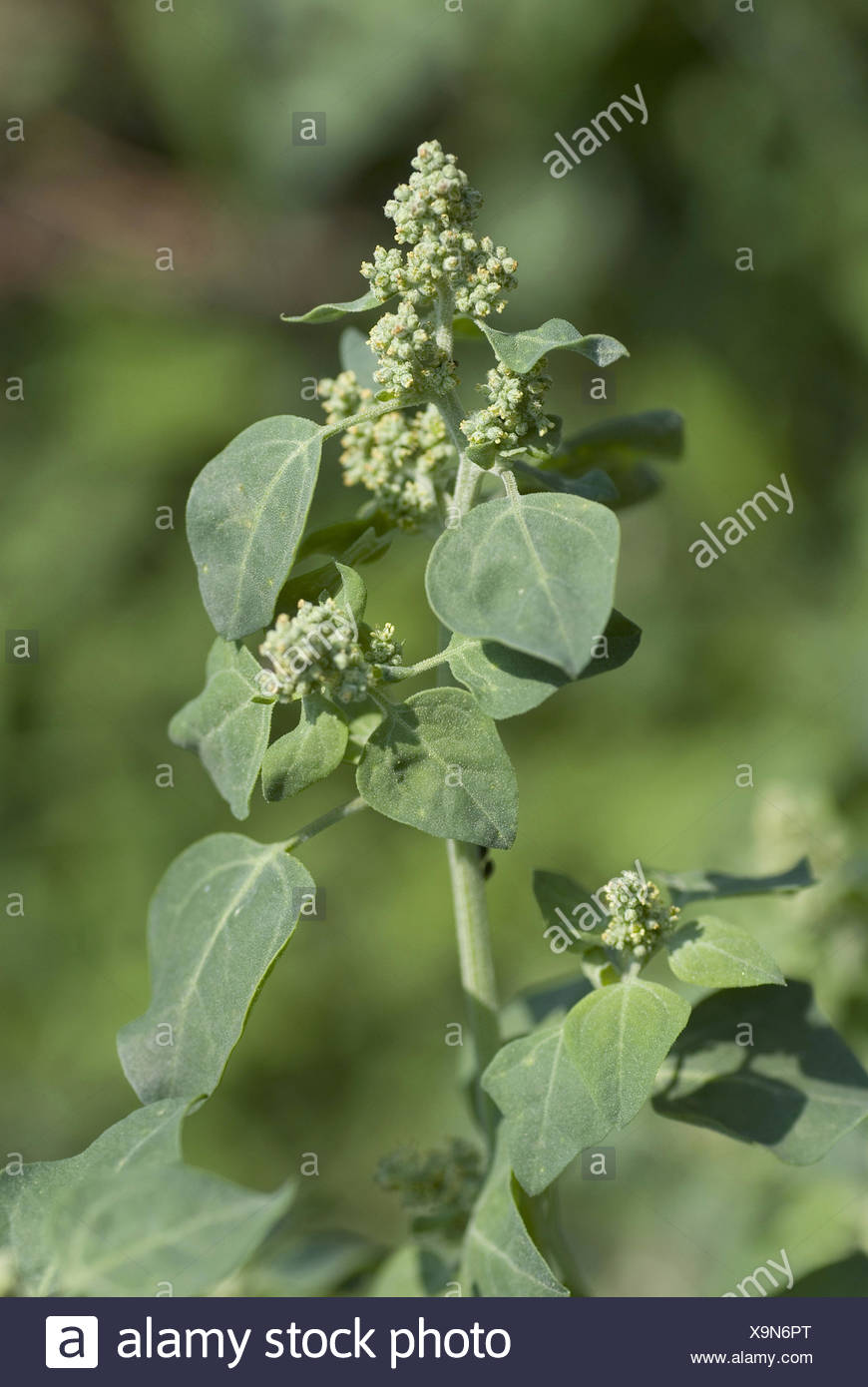 Goosefoot Plant Stock Photos & Goosefoot Plant Stock Images - Alamy