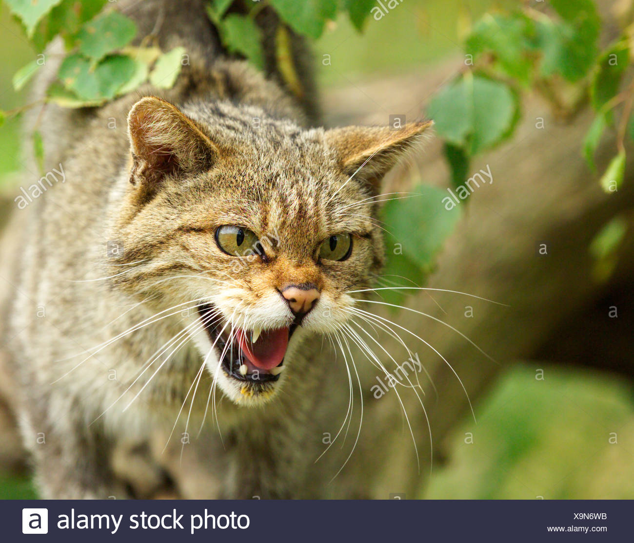 Scottish Wild Cat High Resolution Stock Photography and Images - Alamy