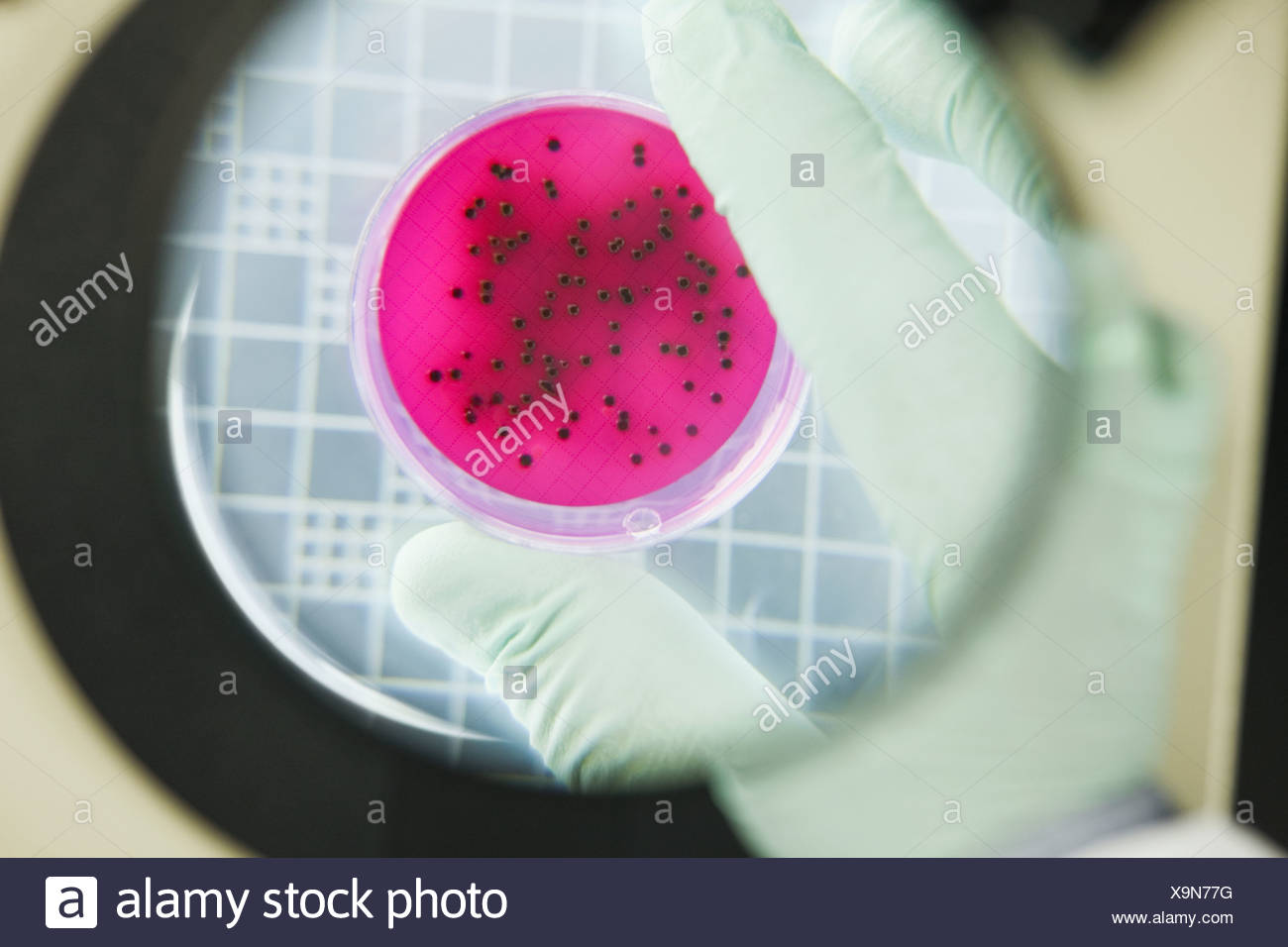 Bacterial Colonies High Resolution Stock Photography and Images - Alamy