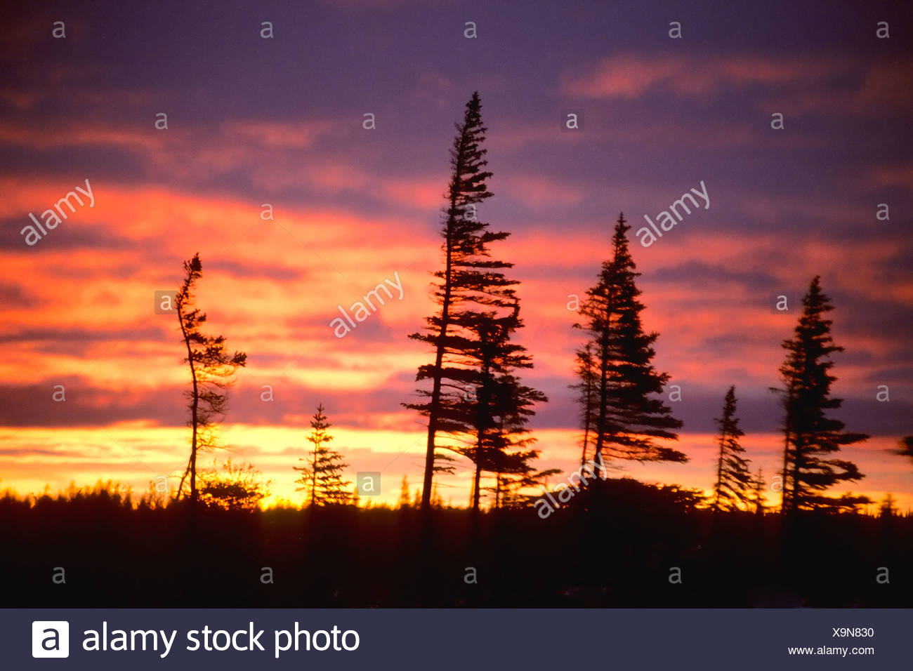 Treeline High Resolution Stock Photography and Images - Alamy