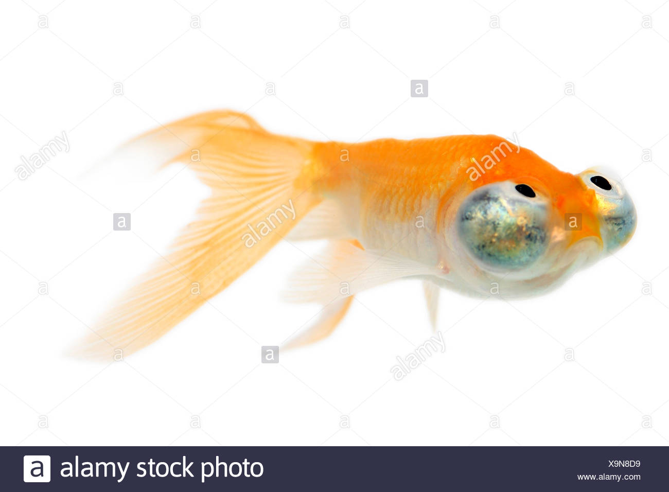 Celestial Eye Goldfish High Resolution Stock Photography and Images - Alamy